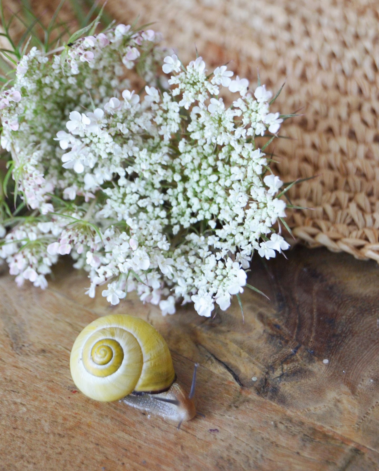 Les soins bio à la bave d'escargot Mlle Agathe, quels sont leurs ...